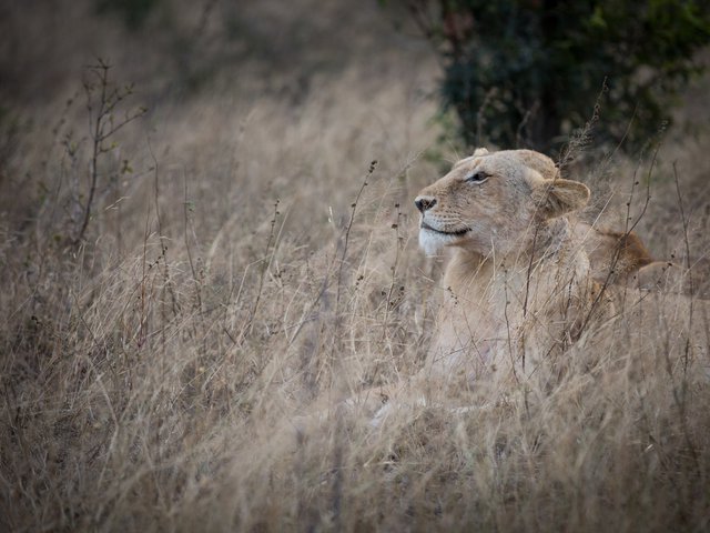 Tree Camp - Luxury Suites | Londolozi Game Reserve